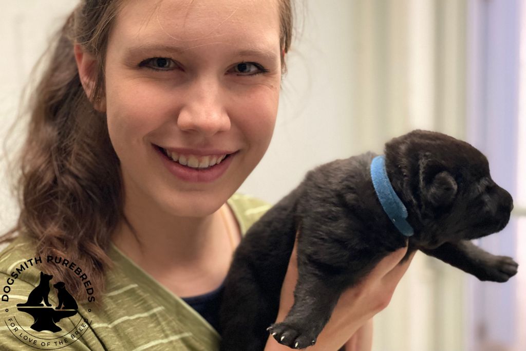 Yellow, Chocolate, or Black Lab: 3 fabulous colors - DogSmith Purebreds