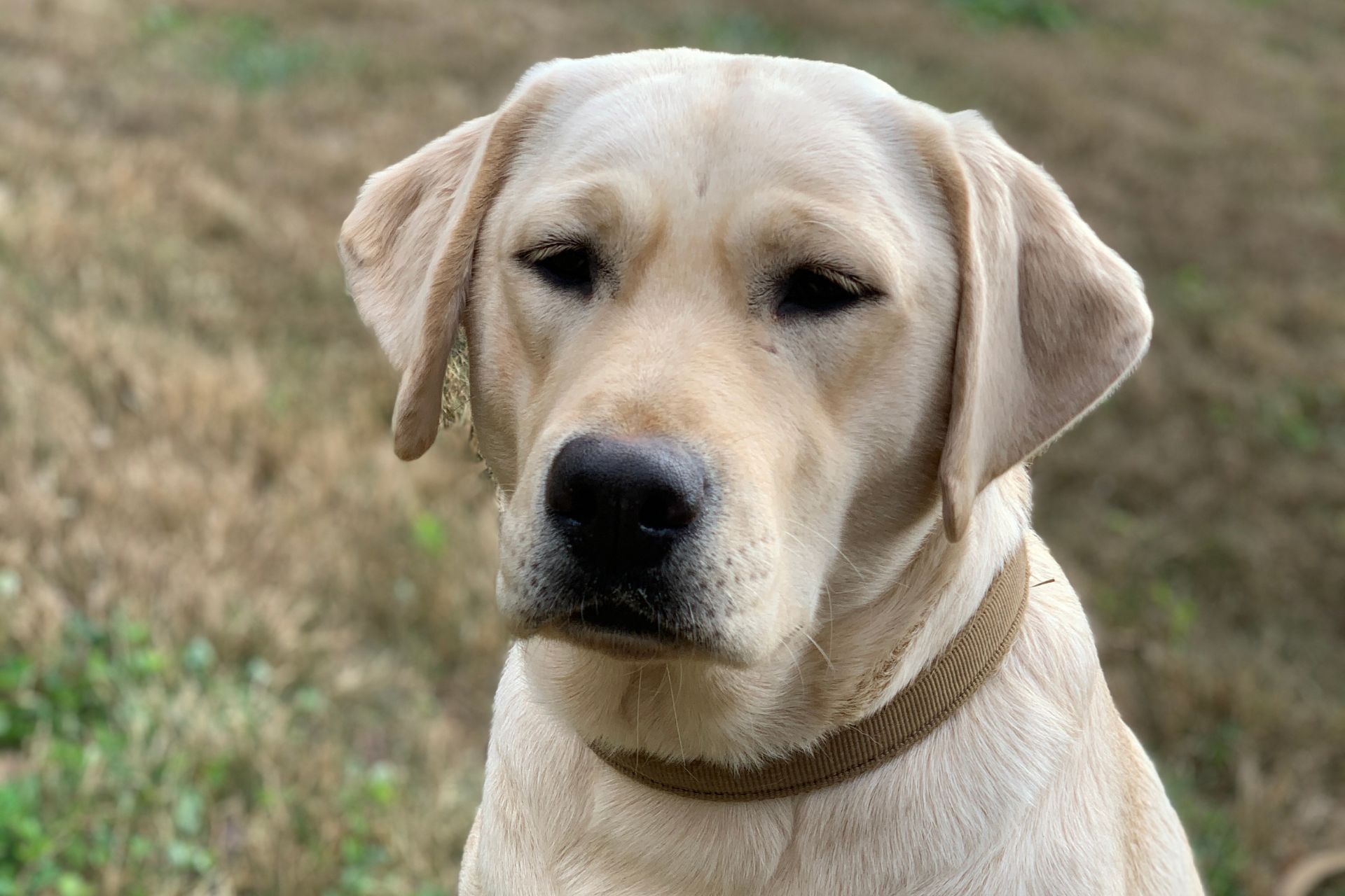 Home - DogSmith Purebreds