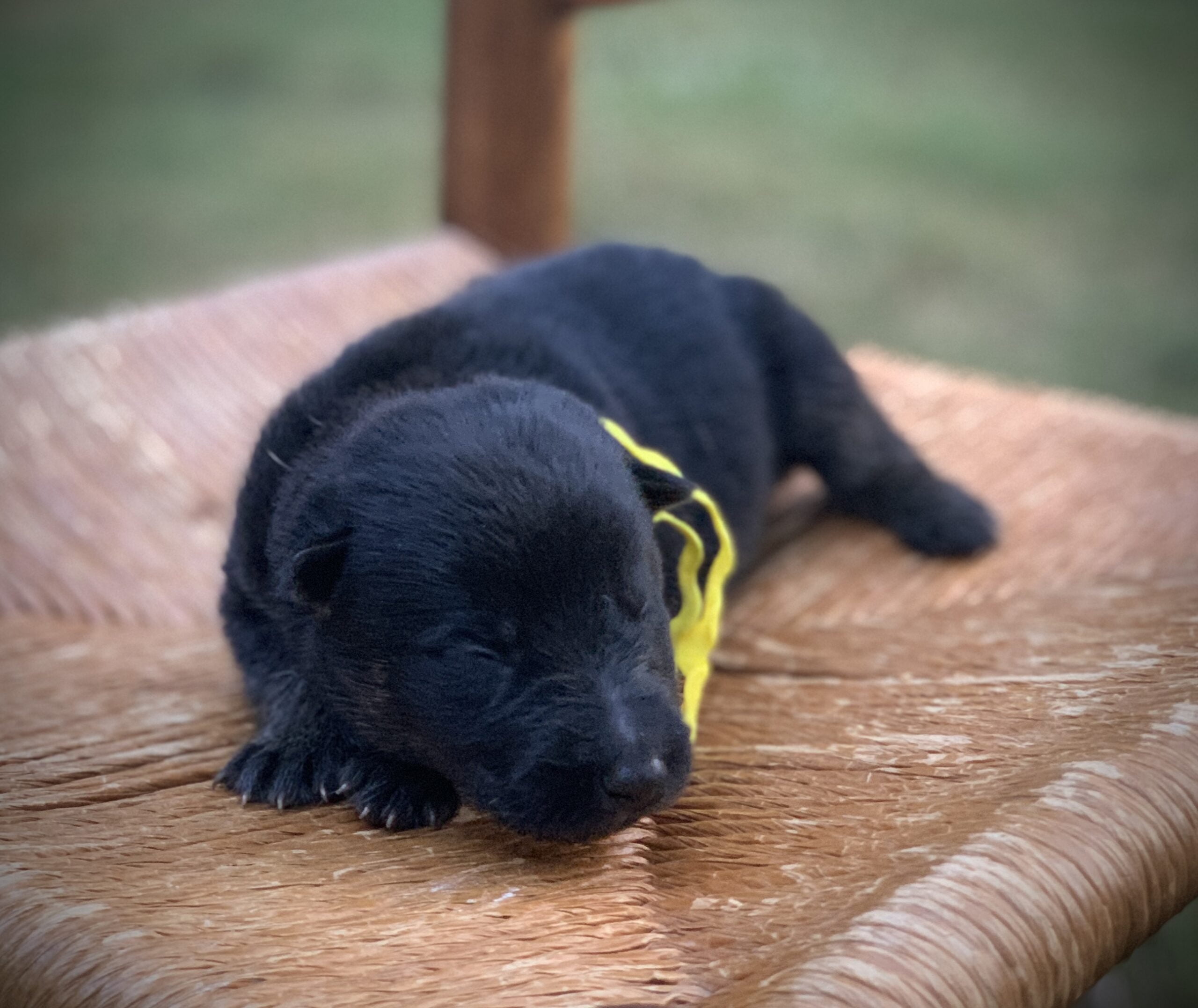 Home - DogSmith Purebreds